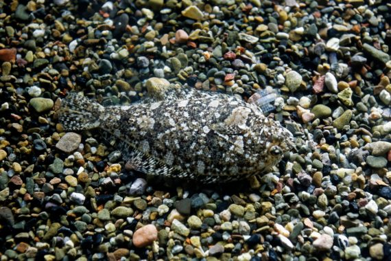 10 Types of Flatfish to Catch in the Ocean - Fishmasters.com