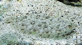 10 Types of Flatfish to Catch in the Ocean - Fishmasters.com