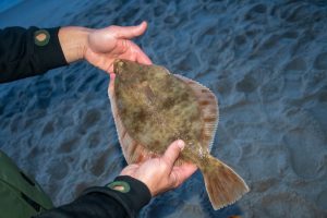 10 Types of Flatfish to Catch in the Ocean - Fishmasters.com