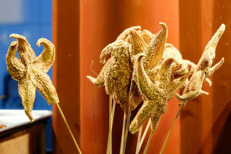 Can You Eat Starfish? - Fishmasters.com