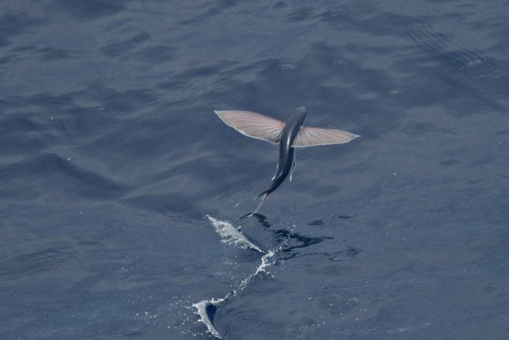 Can You Eat Flying Fish? - Fishmasters.com