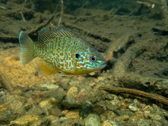 The Different Types of Sunfish in America - Fishmasters.com