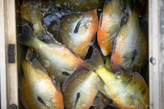The Different Types of Sunfish in America - Fishmasters.com