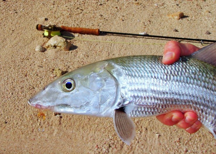 Can You Eat Bonefish? - Fishmasters.com