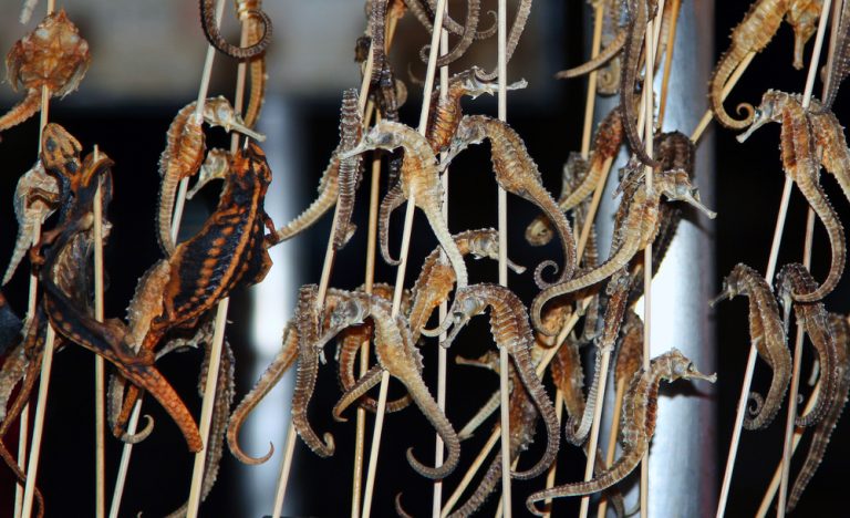 Can You Eat Seahorses and How do they Taste? - Fishmasters.com