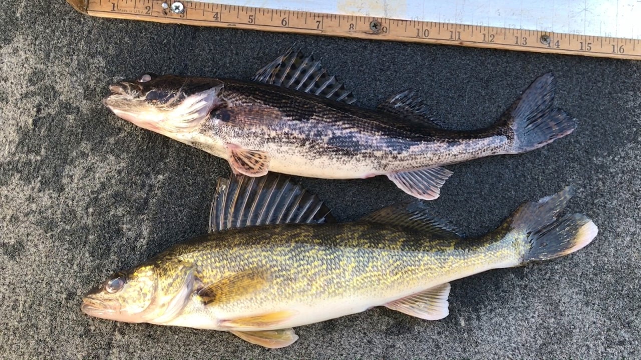 Saugeye Vs Walleye