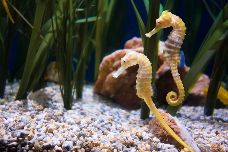 Can You Eat Seahorses and How do they Taste? - Fishmasters.com