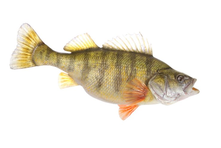 Types of Perch Found in North American Waters - Fishmasters.com