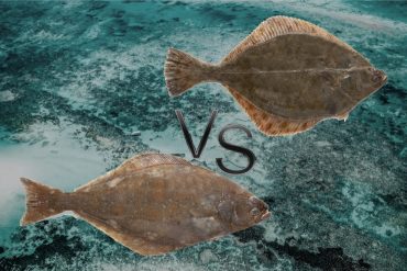 Flounder vs Halibut - What is the Difference? - Fishmasters.com