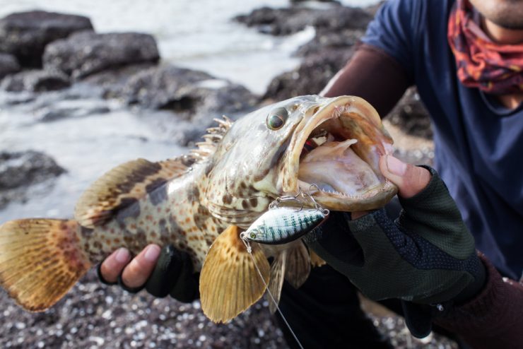 11 Types of Grouper to Catch in Florida - Fishmasters.com
