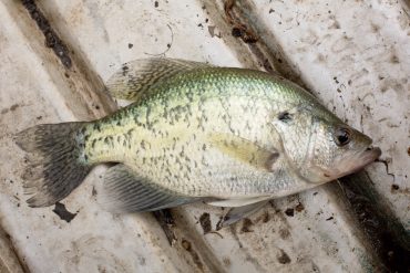 The Top 30 Fishing Lakes in Kansas Ranked - Fishmasters.com