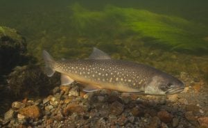 Arctic Char vs Salmon: A Complete Guide - Fishmasters.com