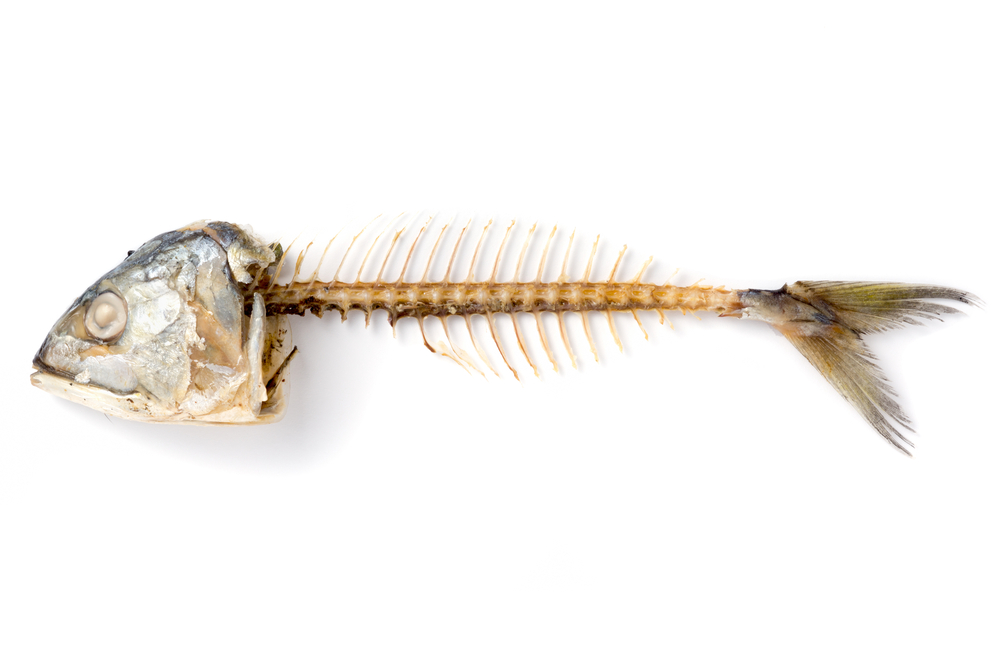 Can You Eat Fish Bones Fishmasters Can You Eat Fish Bones Fishmasters