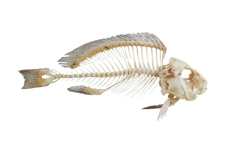 Can You Eat Fish Bones? - Fishmasters.com