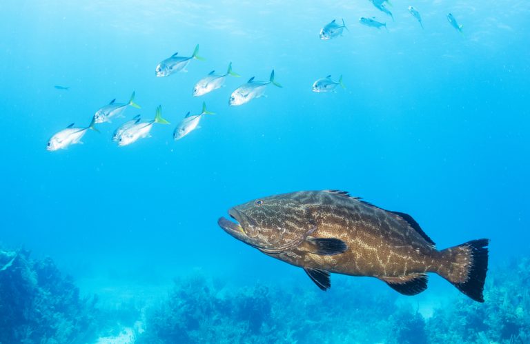 7 Grouper Baits to Catch More Fish - Fishmasters.com