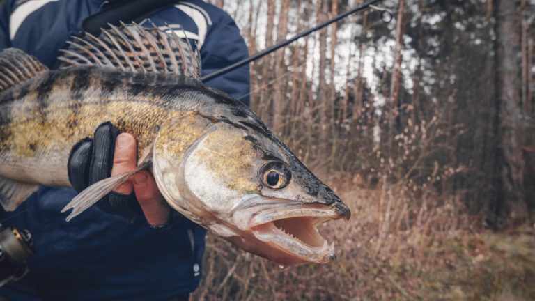 5 Best Baits for Walleye Fishing - Fishmasters.com