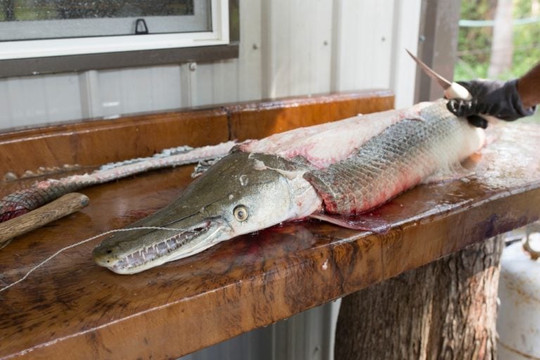 Can You Eat Alligator Gar? - Fishmasters.com