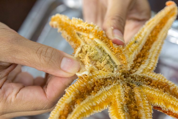 Can You Eat Starfish? - Fishmasters.com