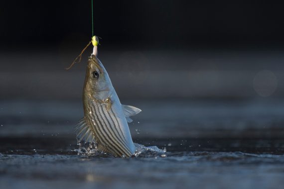 Everything There is to Know About White Bass - Fishmasters.com