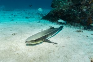 6 Cobia Baits to Guarantee Catching Fish - Fishmasters.com
