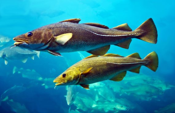 6 Best Baits for Cod to Guarantee Success - Fishmasters.com
