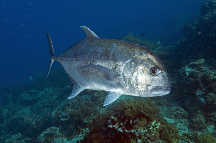 Are Giant Trevally Good to Eat? - Fishmasters.com