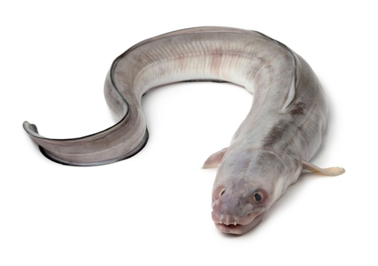 6 Cobia Baits to Guarantee Catching Fish - Fishmasters.com