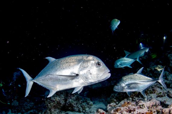 Are Giant Trevally Good to Eat? - Fishmasters.com