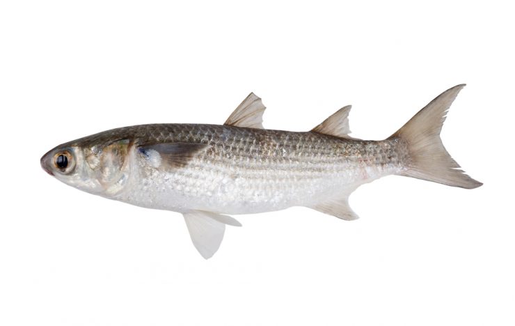 Best Bait for Tarpon: A Complete Guide - Fishmasters.com