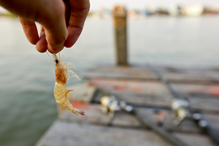 Top 5 Best Baits for Bonefish - Fishmasters.com