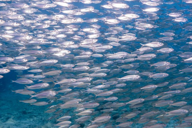 7 Best Baits for Bluefish - Fishmasters.com