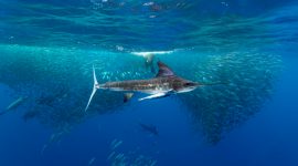 Can You Eat Marlin and How Does it Taste? - Fishmasters.com