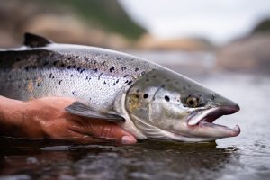 The 6 Types of Salmon: All You Need to Know - Fishmasters.com