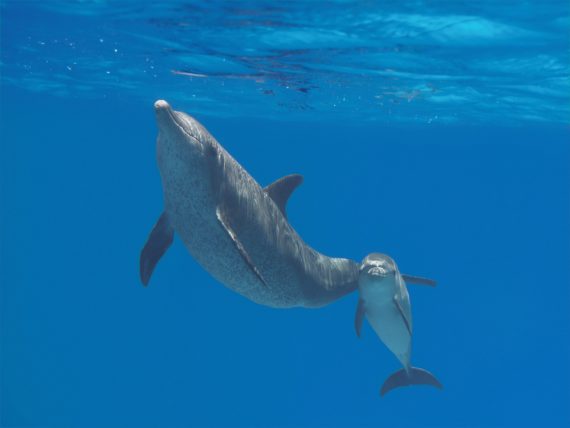 Can You Eat Dolphin and What Does it Taste Like? - Fishmasters.com