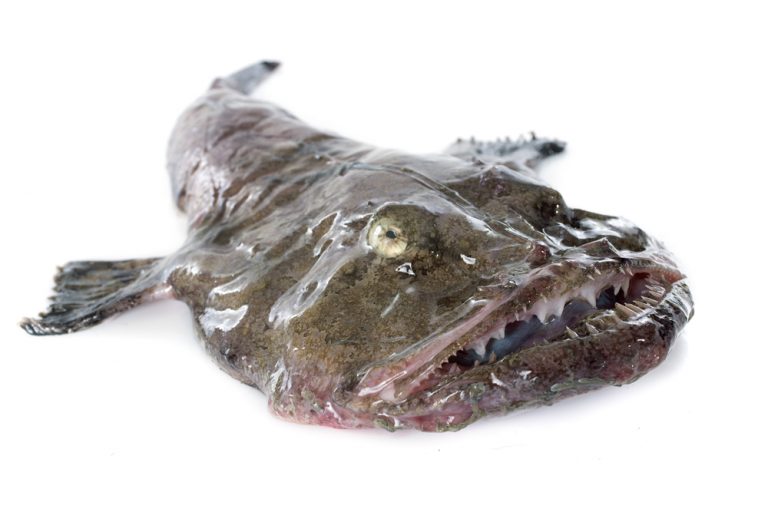Can You Eat Monkfish and What Does It Taste Like? - Fishmasters.com