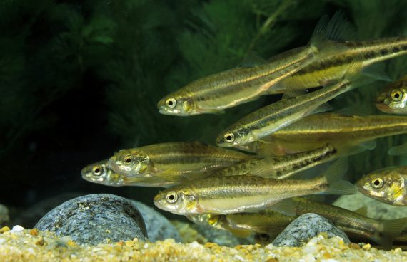 Can You Eat Minnows and How do They Taste? - Fishmasters.com