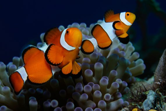 Can You Eat Clownfish and is it Safe? - Fishmasters.com