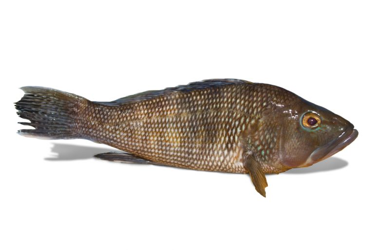 Black Sea Bass: Everything You Need to Know - Fishmasters.com