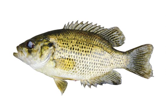Can You Eat Rock Bass? - Fishmasters.com