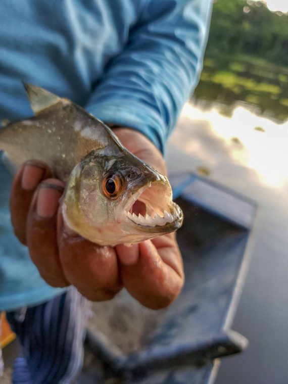 Can You Eat Piranha and How does it Taste?