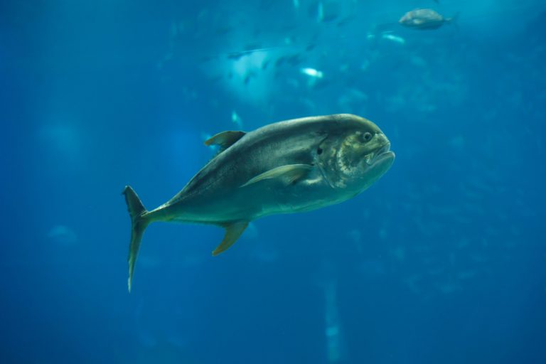 Can You Eat Jack Crevalle? - Fishmasters.com