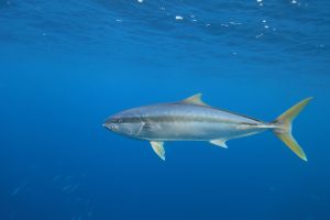 Can You Eat Amberjack and How Does it Taste?