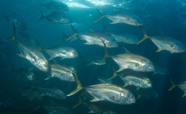 Can You Eat Jack Crevalle? - Fishmasters.com