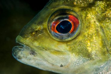 Rock Bass: An Angler's Guide - Fishmasters.com