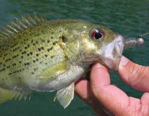 Rock Bass: An Angler's Guide - Fishmasters.com