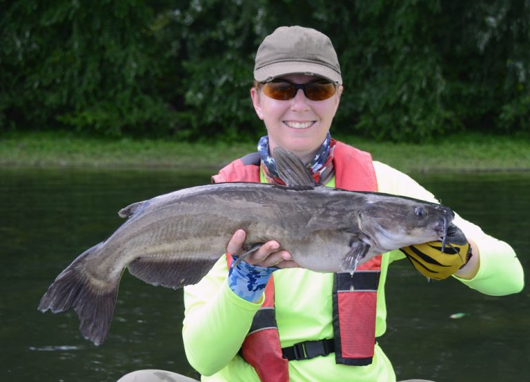 Different Types of Catfish: Species Identification Guide - Fishmasters.com