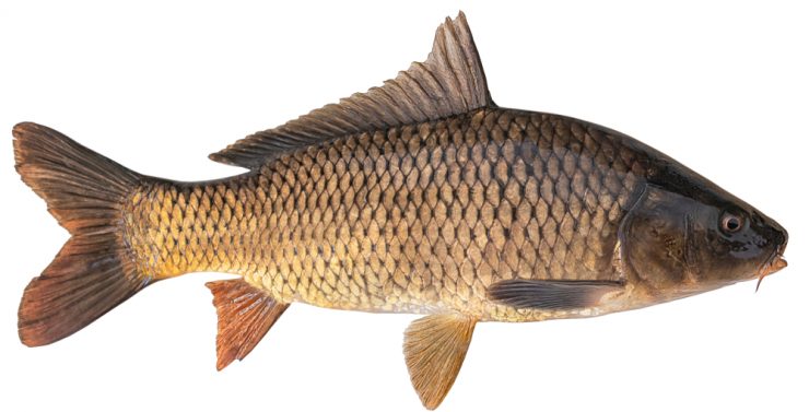 What Are The Common Types of Carp to Catch? - Fishmasters.com