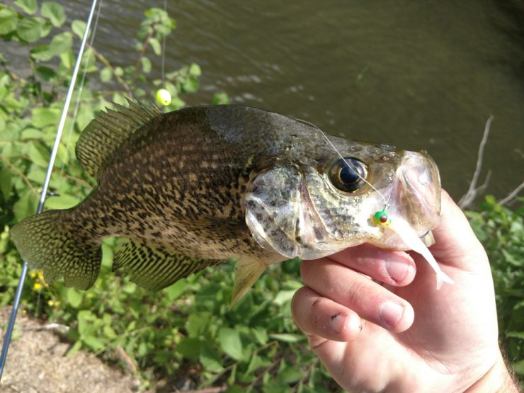 How to Catch Crappie: A Simple Guide for Every Season - Fishmasters.com