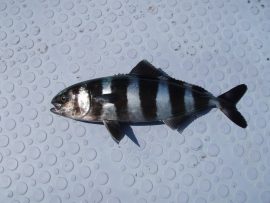 16 Types of Jack Fish Every Angler Should Know - Fishmasters.com