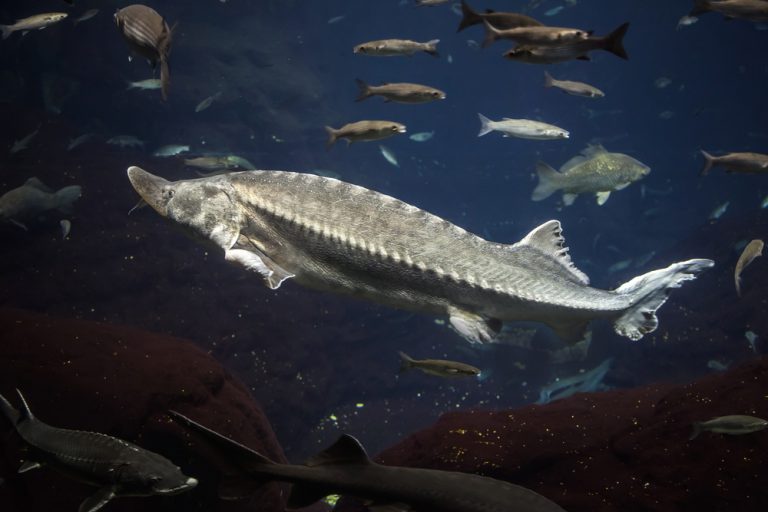 8 Different Types of Sturgeon You Should Know - Fishmasters.com